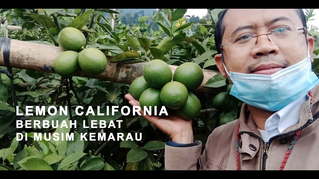 Lemon California Berbuah Lebat di Usia 20 Bulan - Servey Kebun Lemon ...