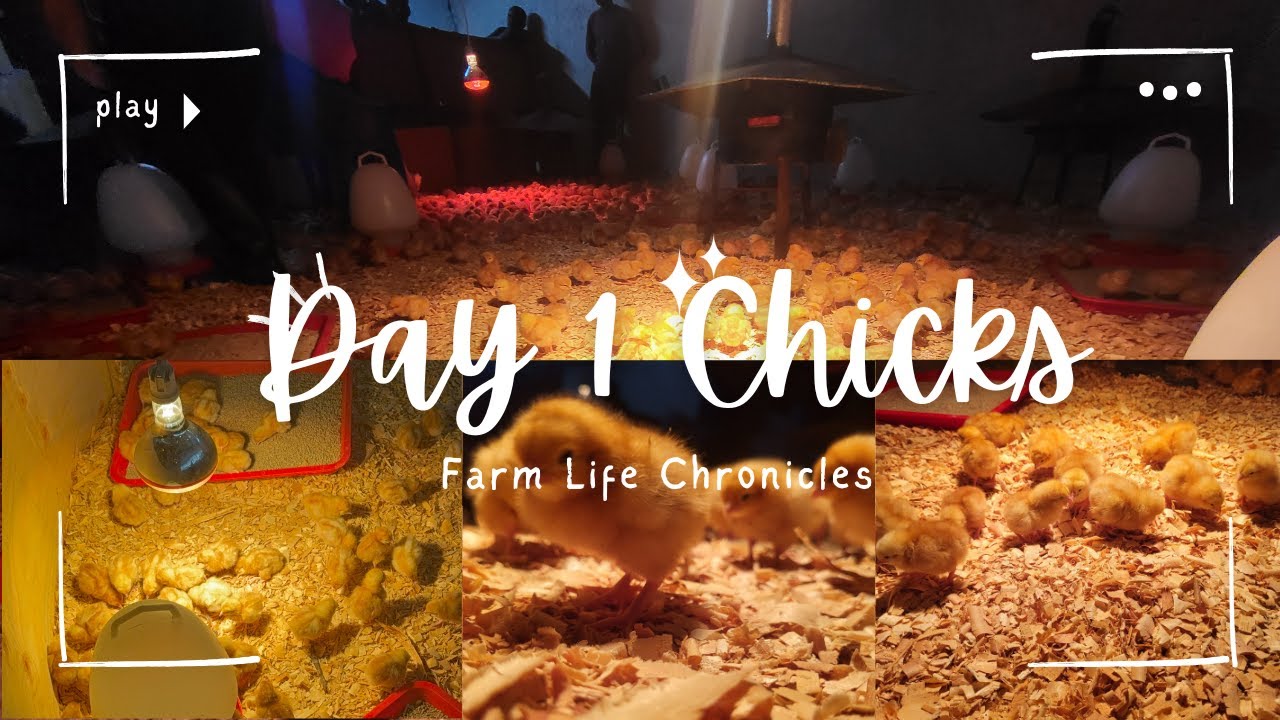Day-Old Chicks Care: Best Brooding Practices Feeding & Health Tips ...