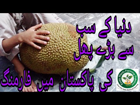 Jackfruit (world largest) #jackfruit farming in pakistan || jackfruit ...