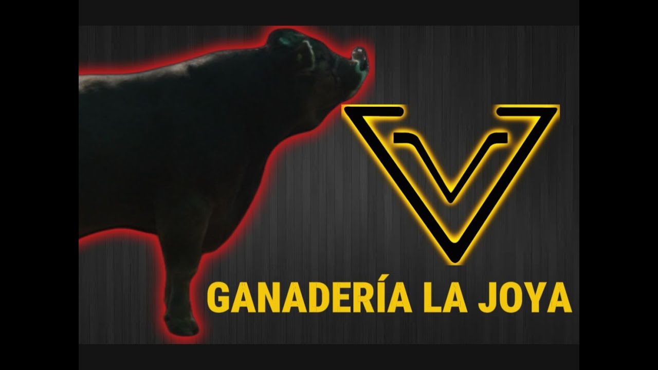 Suizo Europeo| ¿Cuáles son las bondades de la raza, cualidades ...