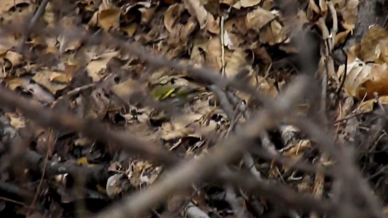 SCATIU (in natura) - Carduelis spinus - Siskins in the wild - YouTube