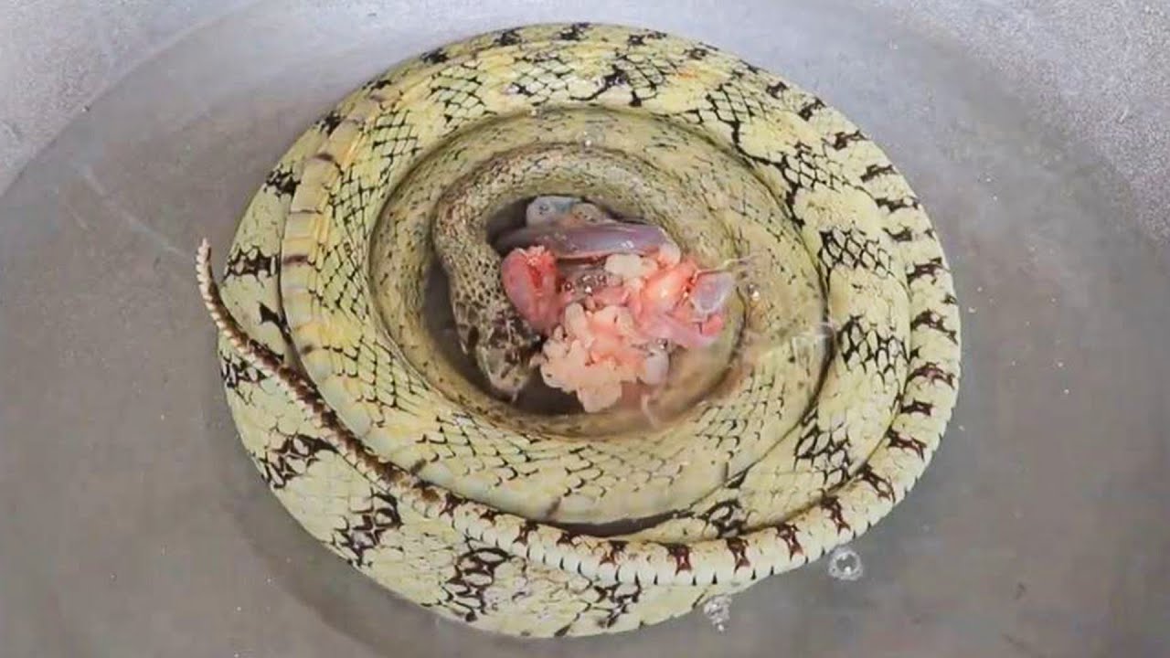 Amazing Cooking Steamed Snake with Pork 😋 #yummy #food #cooking # ...