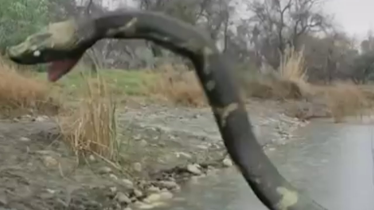 Zoombies 2 [2019] - Anaconda Screen Time - YouTube