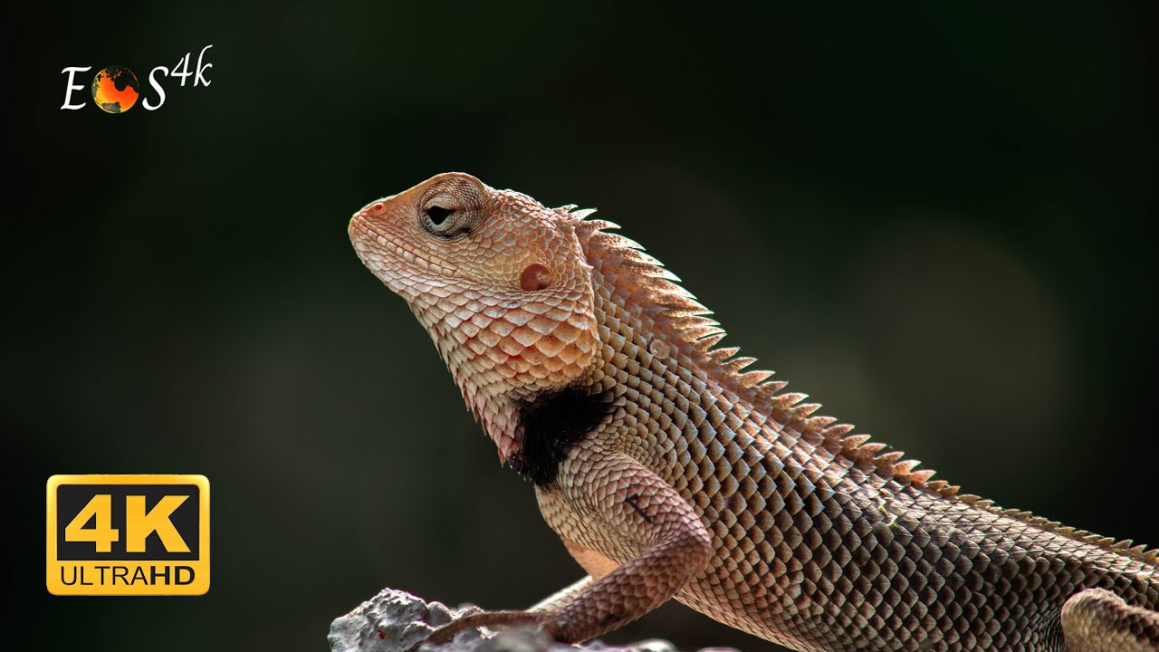Beauty Of Golden Lizard Species: Nepal || Earth Stories 4K - YouTube