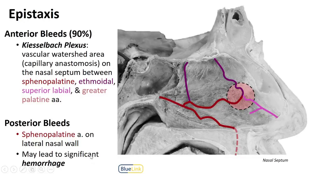 Nasal Cavity, Sinuses and Ear LO - Nasal Neurovasculature - YouTube