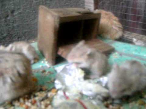 real life hamtaro 2 - YouTube