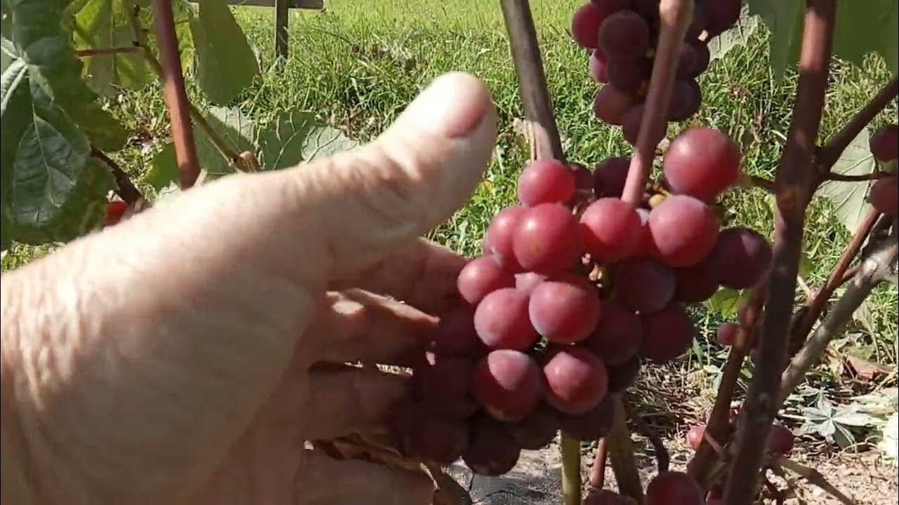 Виноград Паланга в сентябре - YouTube
