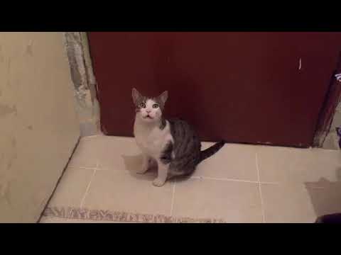 DIŞARI ÇIKMAK İÇİN NUMARADAN AĞLAYAN KEDİ