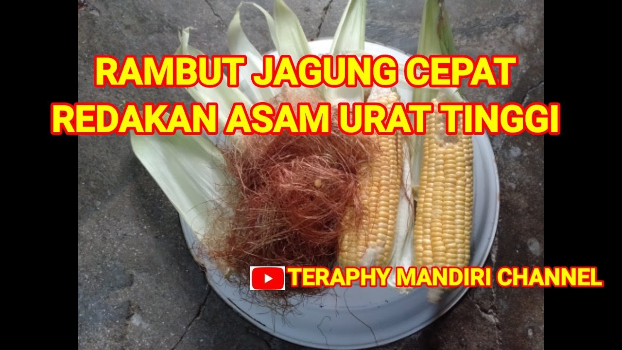 RAMBUT JAGUNG CEPAT REDAKAN ASAM URAT TINGGI - YouTube