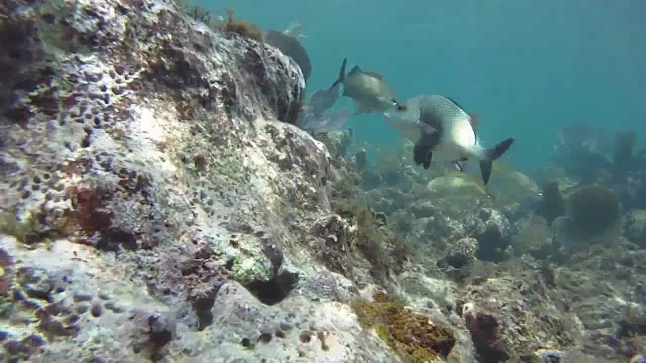 Abaco Reef.mp4 - YouTube