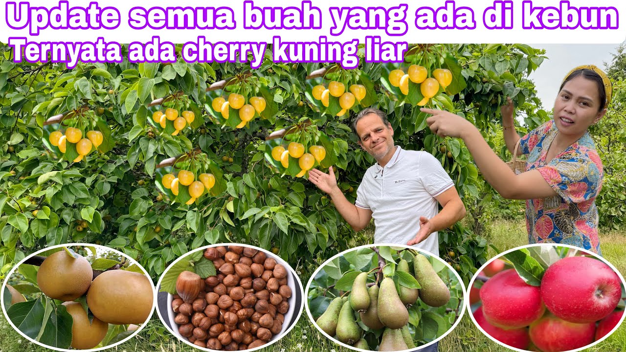 UPDATE SEMUA BUAH YANG ADA DI KEBUN || TERNYATA ADA CHERRY KUNING LIAR ...