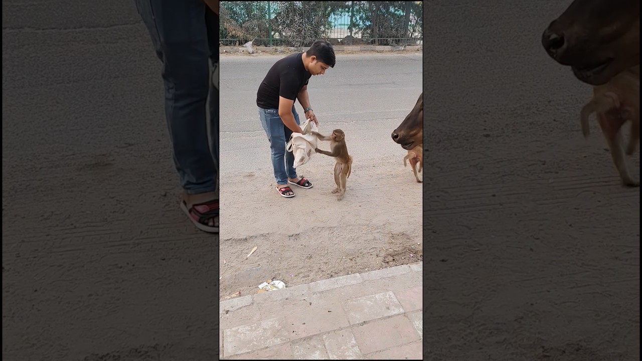 Monkey lover # love monkey # animals lover - YouTube