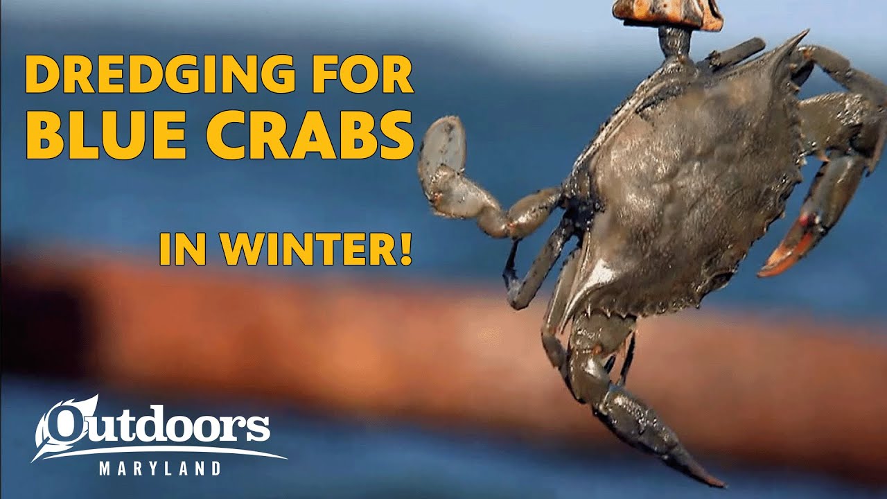 Counting Crabs during the Chesapeake's Winter Dredge Survey! | Outdoors ...