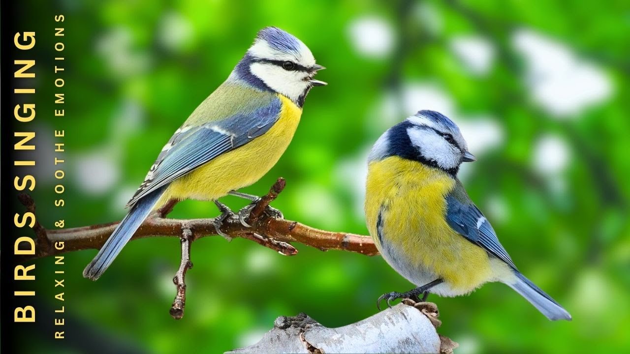 Nature's Gentle Wake-Up Call - Birds Singing in the Forest in the ...