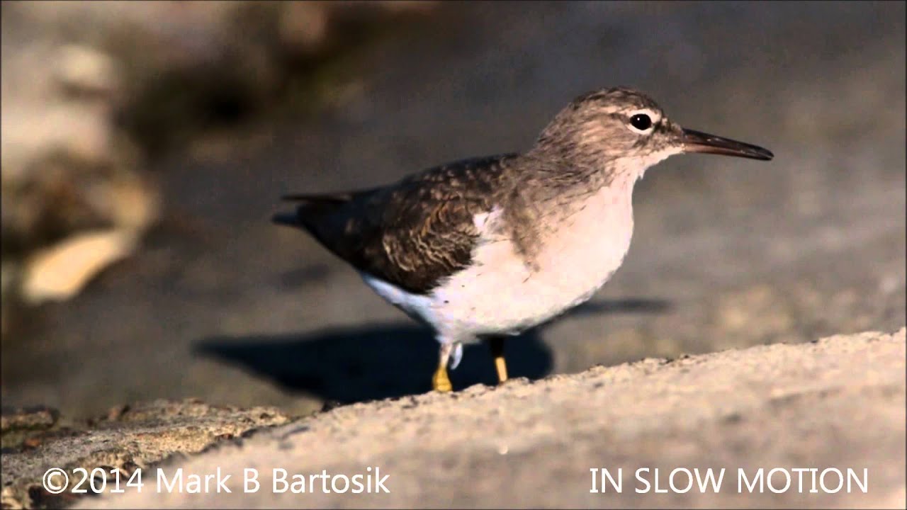Stealth movements of Spotted Sandpiper hunting flies - YouTube