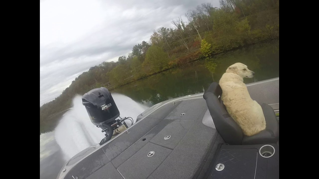 Falcon 205 Bassboat with 250 SHO part 2 of 4 videos running. - YouTube