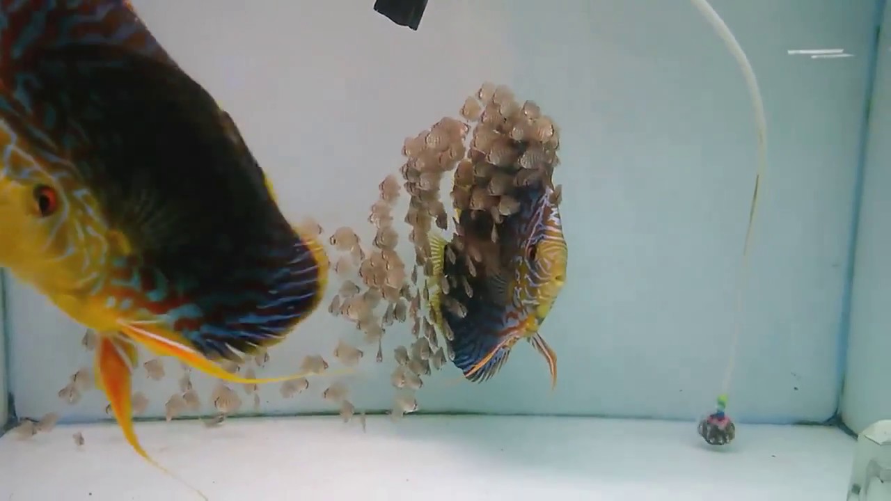 Galaxy Turquoise Discus Pair - by PK Discus - YouTube