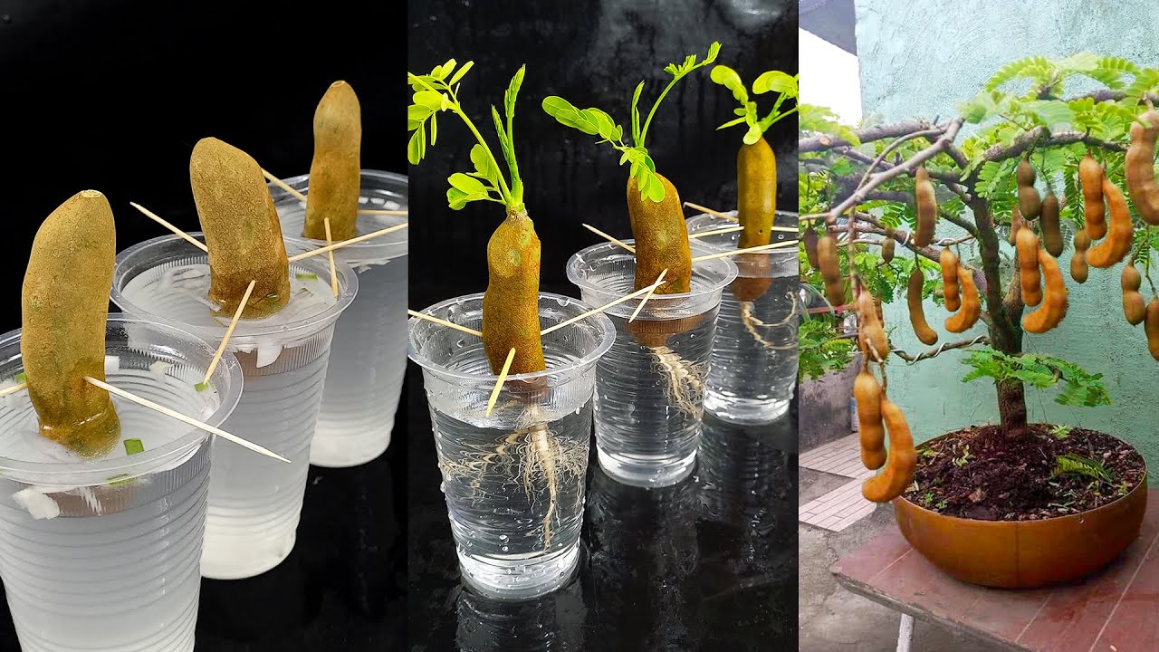 How to grow Tamarind trees from tamarind fruits with in water ...