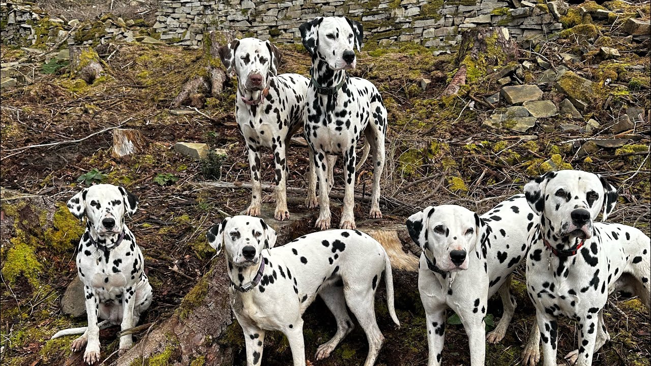 History of Dalmatians part 1 - YouTube