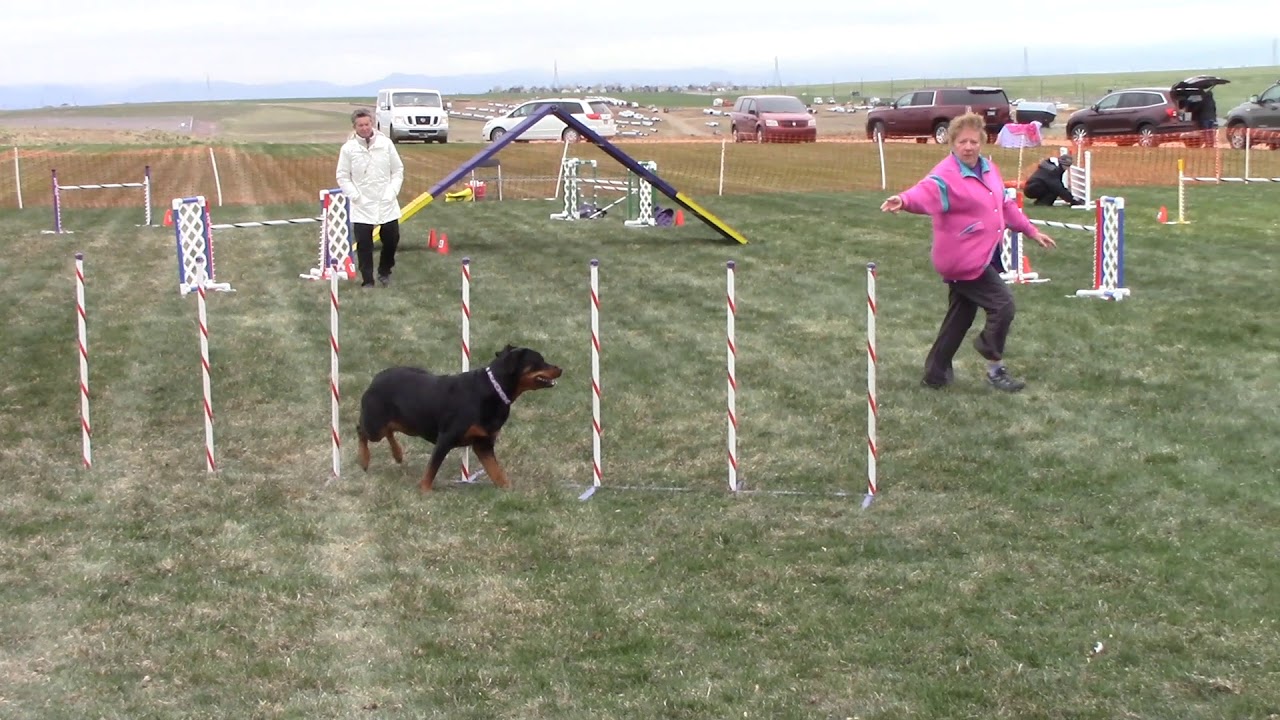 2019-04-29 Rottweiler Agility. American Rottweiler Club Natl Specialty ...