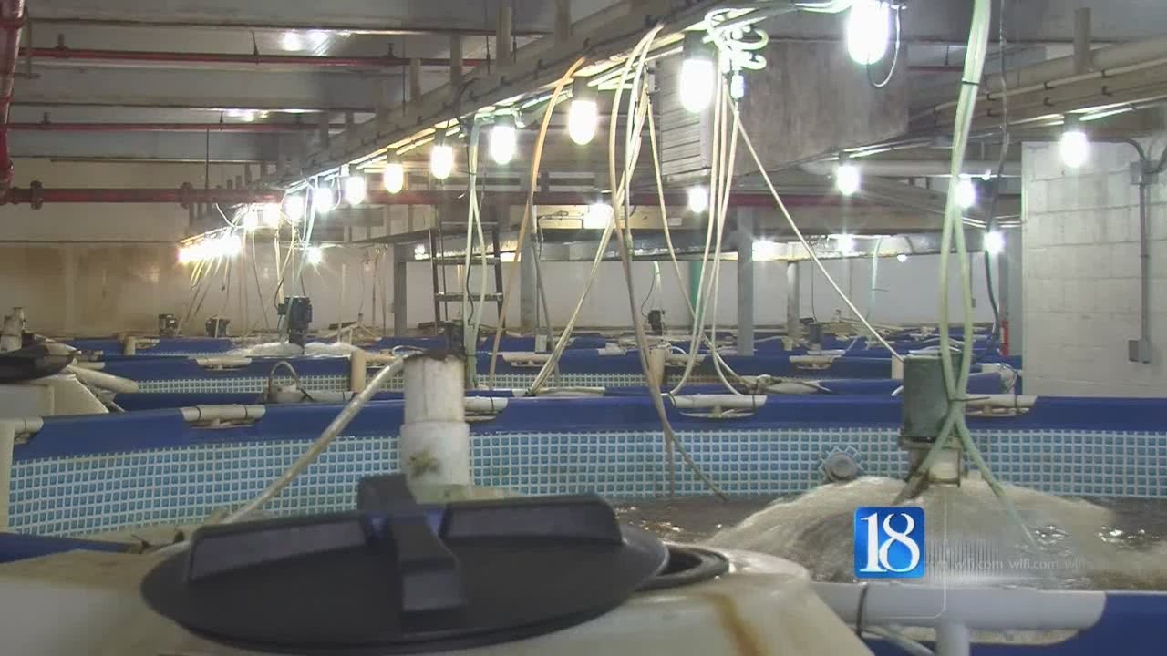 Carroll County Shrimp Farm One Of Indiana s Largest YouTube carroll-county-shrimp-farm-one-of-indiana-s-largest-youtube