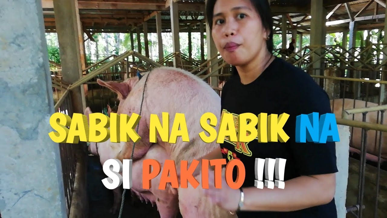 Latest Update: Sabik na Sabik na si Pakito na kastahan ang isa naming ...