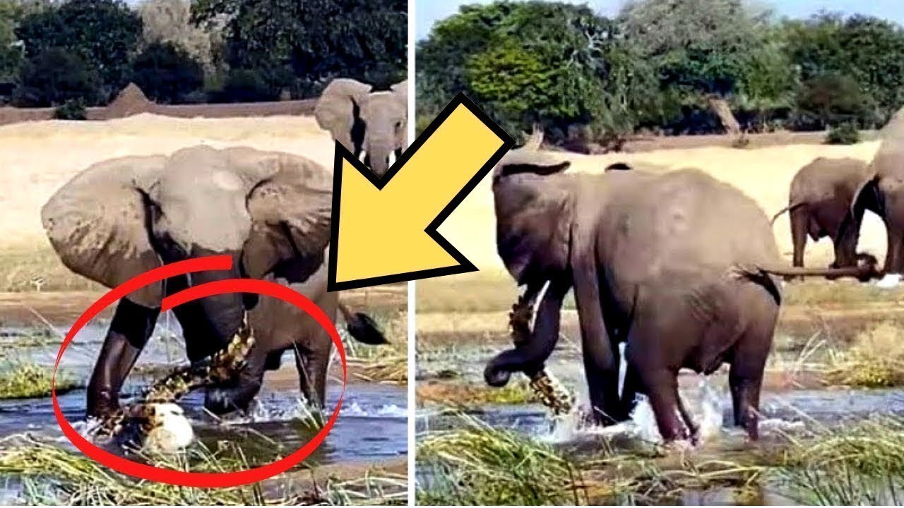 Mother Elephant Gets Revenge After Crocodile Dared To Prey On Her Calf ...