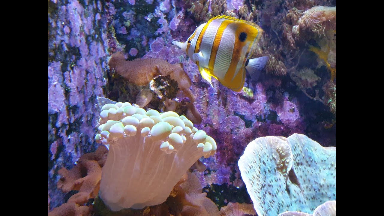 Relaxation with beautiful tropical fish and soothing music | Relaxation ...