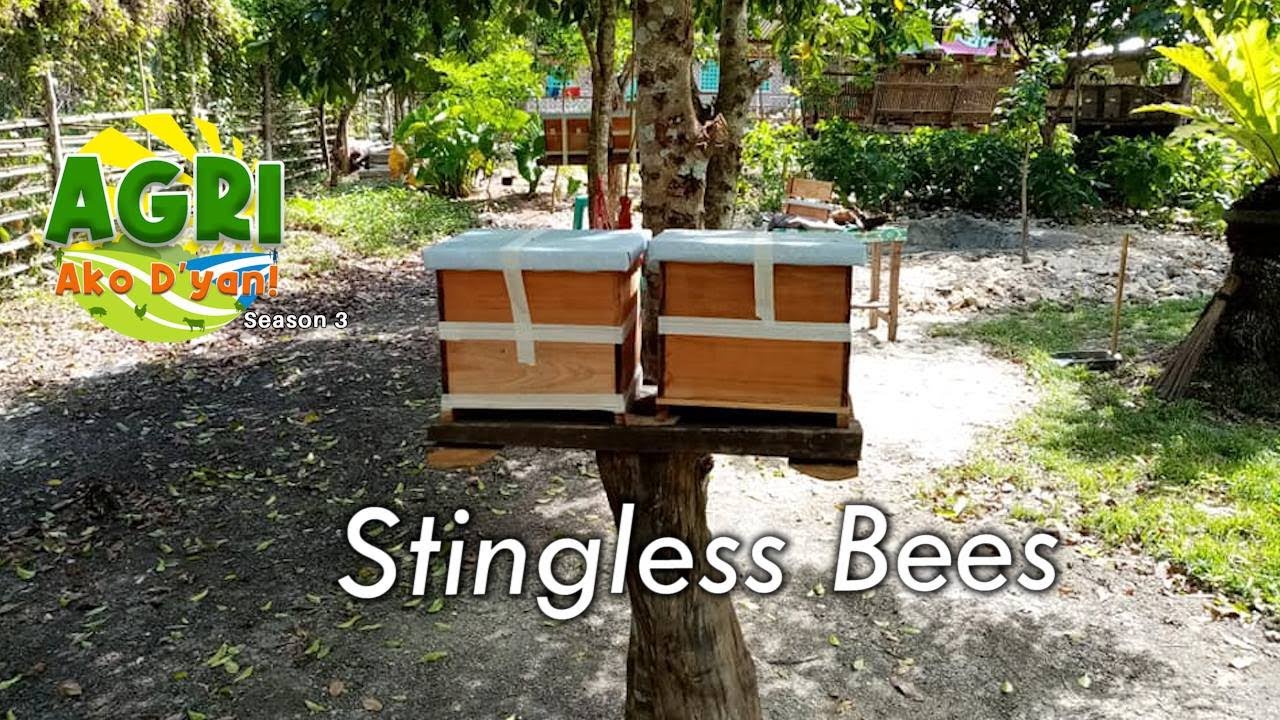 Stingless Bees - YouTube
