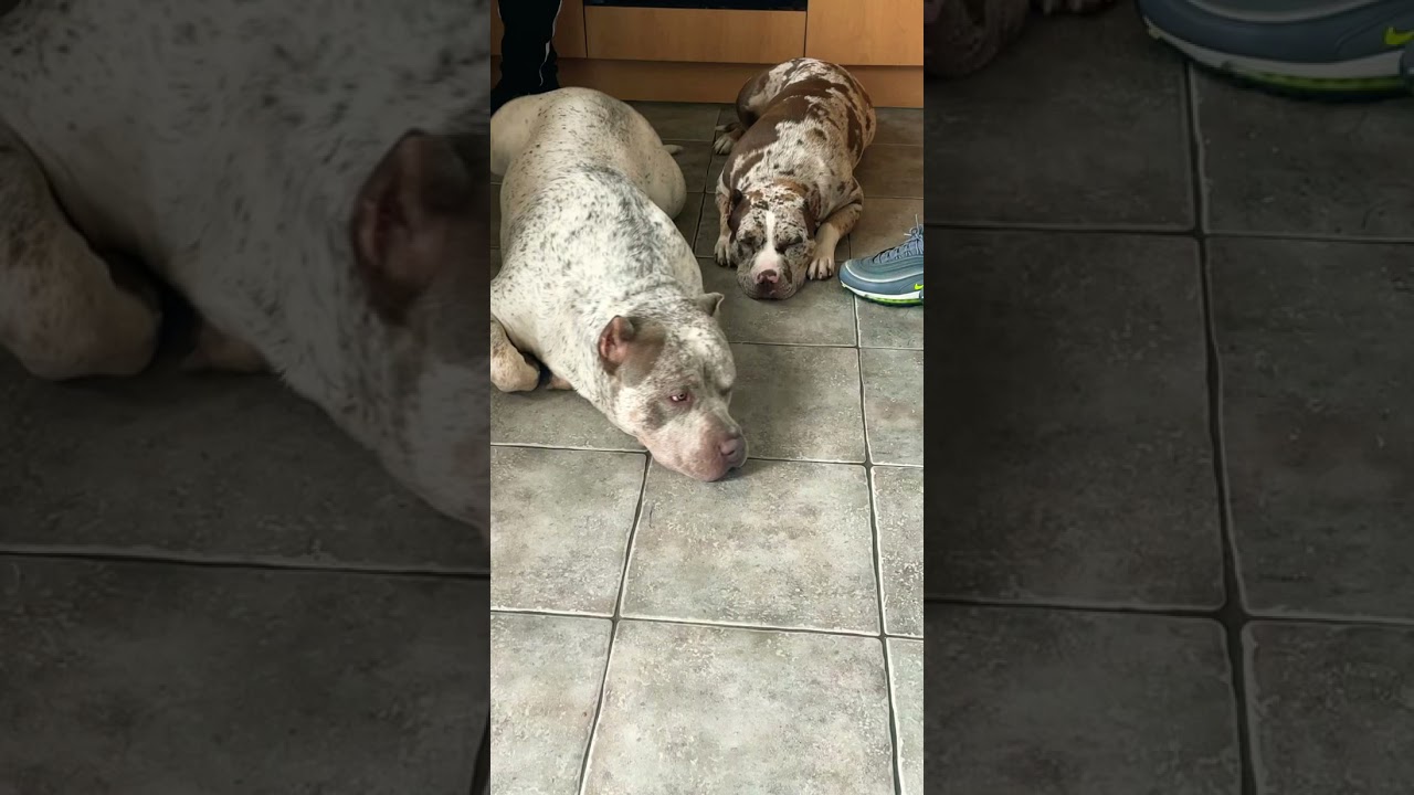 American XL bully’s lilac tri pied chocolate tri Merle 🥰 #shorts # ...