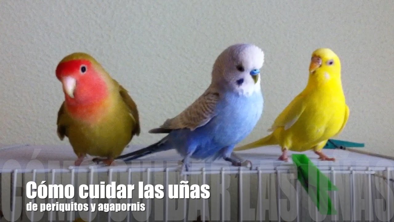 Cómo cuidar las uñas de periquitos y agapornis - YouTube