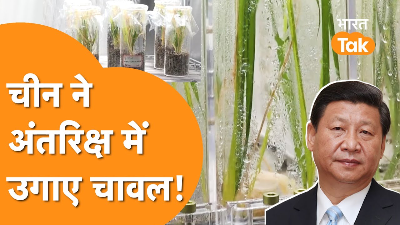 China Rice in Space: चीन में हुआ एक अनूठा प्रयोग अंतरिक्ष में उगा दिखाए ...