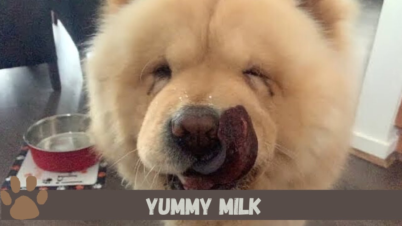Chow Chow In Love With Drinking Milk - YouTube