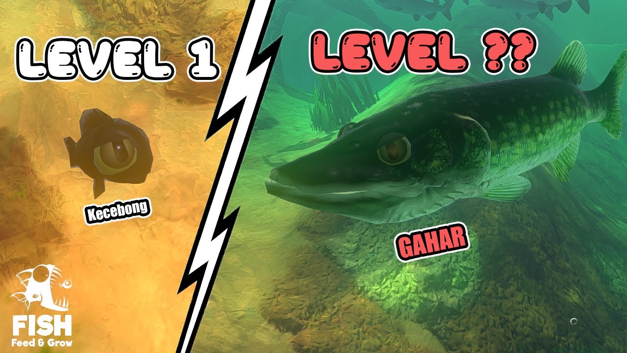 Aku Jadi Ikan PIKE dari Kecil Sampai Jadi Gahar di Feed and Grow Fish ...