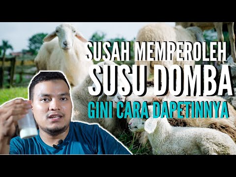 Susah Dapetin Susu Domba  Begini Cara Memerah Susu Domba
