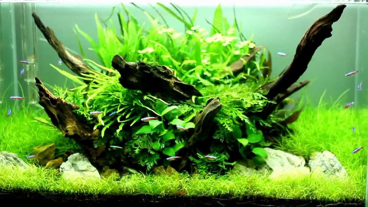 60cm Planted Tank with Cardinal Tetras - Flying Dragon - by Quyen Ngo ...