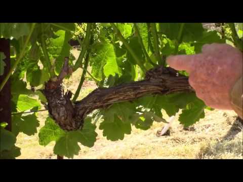 Shoot Thinning with Bill Sisler - YouTube
