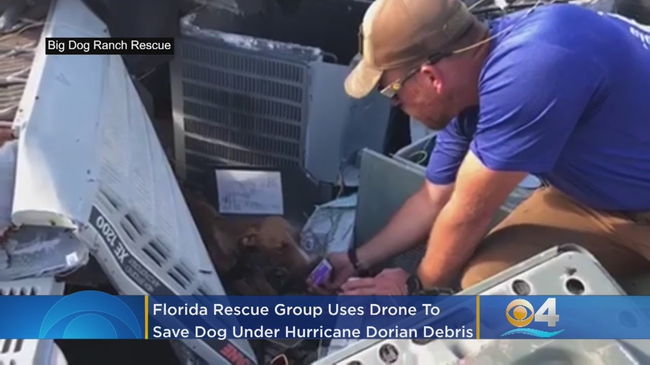 Florida Rescue Group Uses Drone To Save 'Miracle' The Dog Under ...