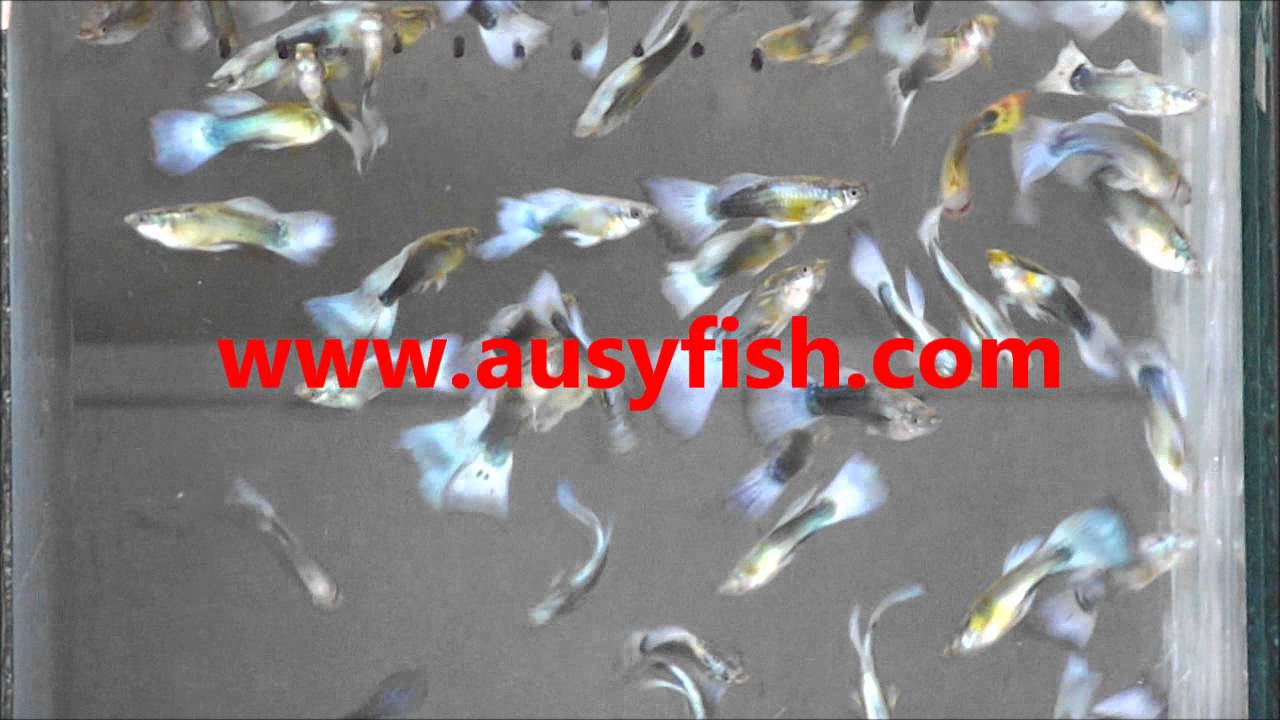 Blue Delta guppy Ausyfish.wmv - YouTube