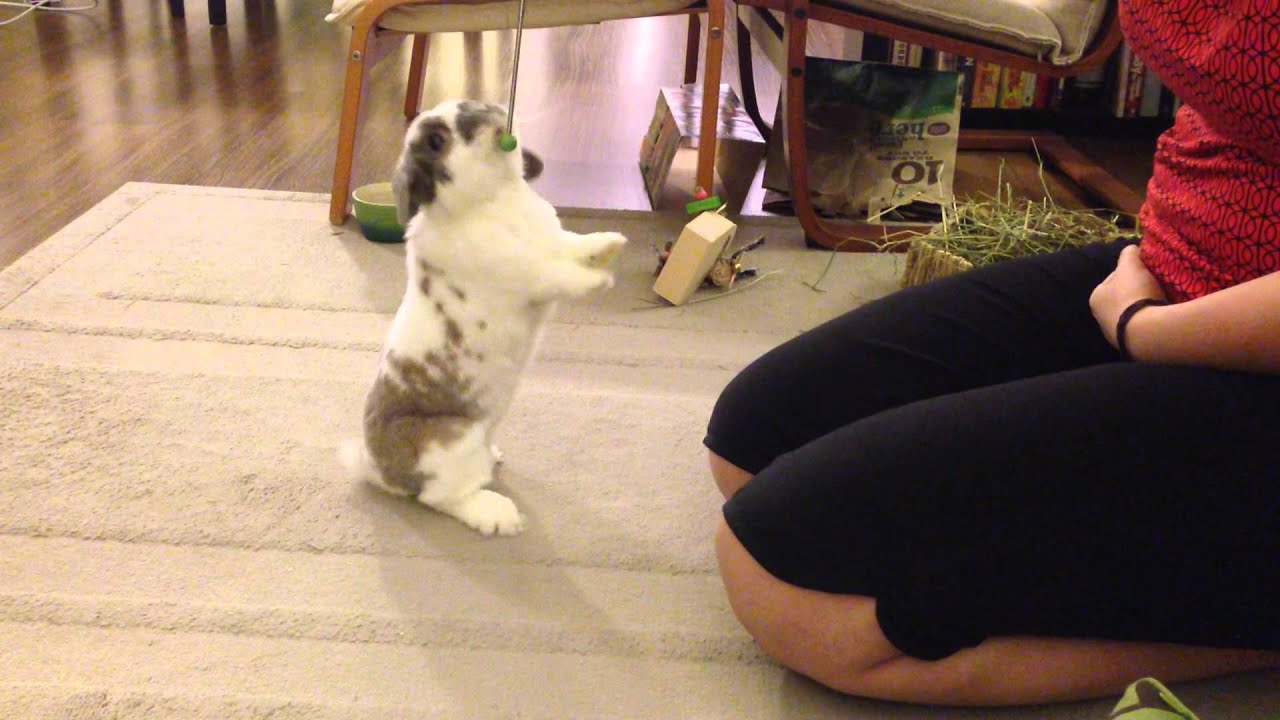 Look! You can teach an old rabbit new tricks! - YouTube