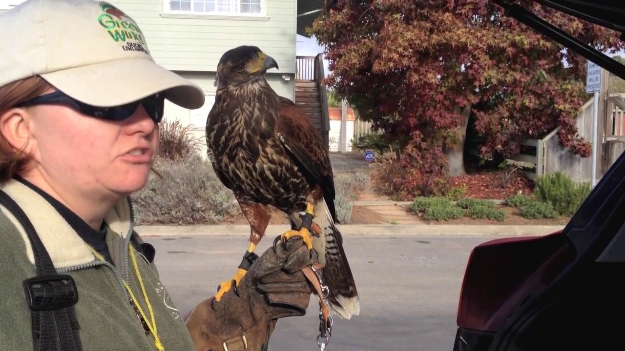 Falconry! Hawks! Super exciting bird friends! - YouTube