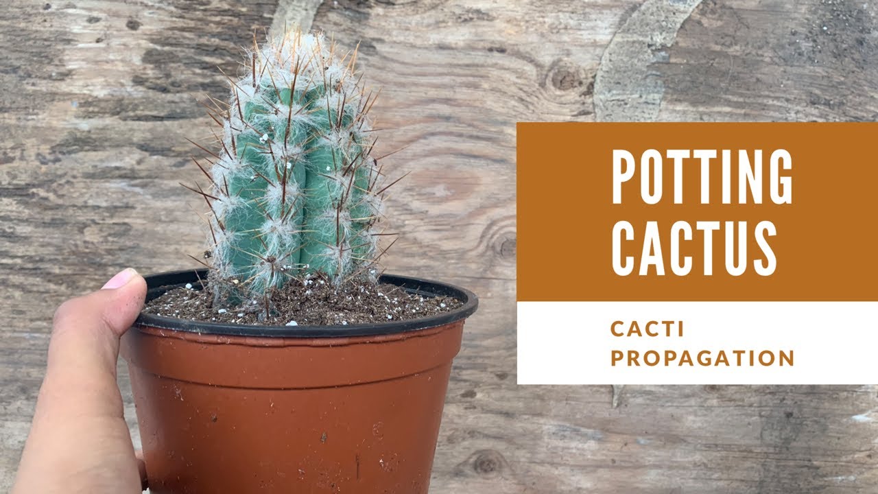 Cacti Propagation Part 2 - YouTube