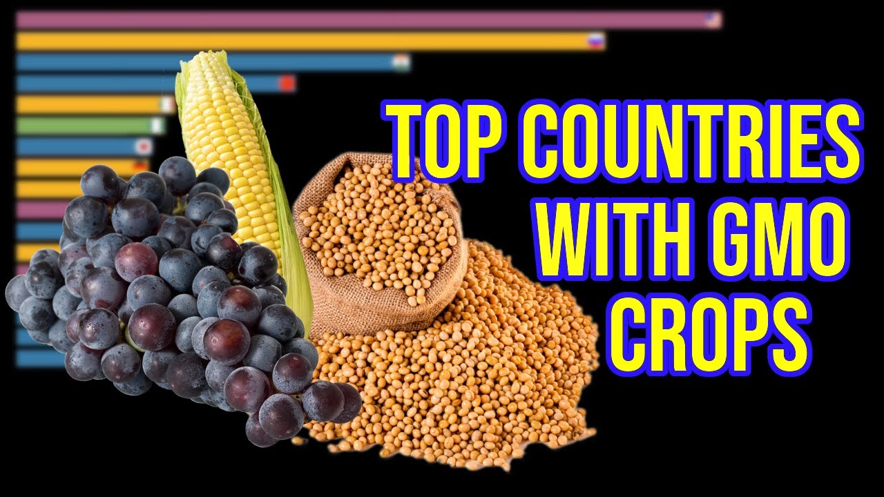 TOP countries with Genetically Modified (GMO) crops - YouTube