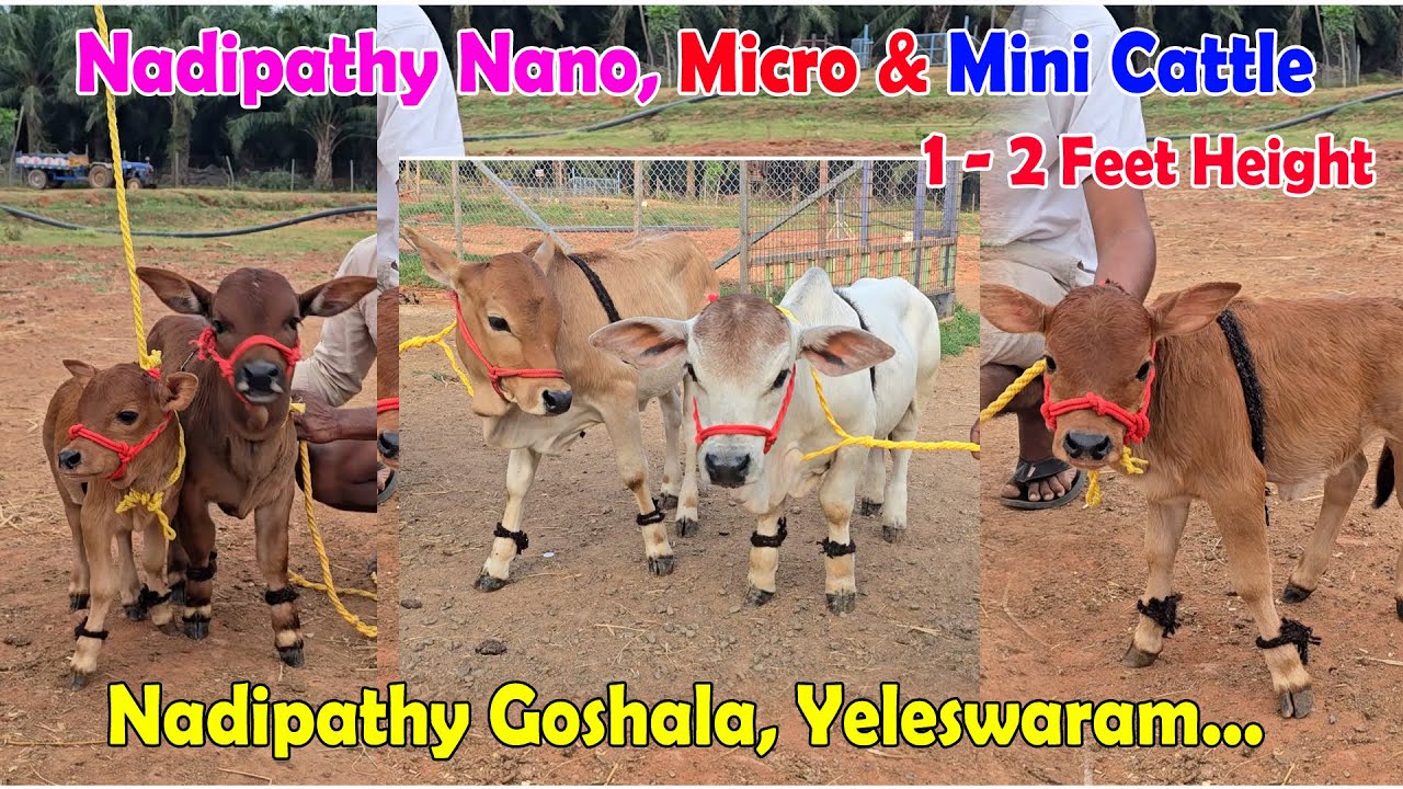 Nadipathy nano, micro & mini Cattle | 1 To 2 Feet Height | #youtube # ...