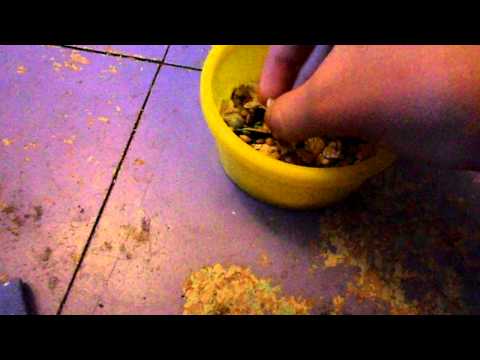 Mouse Diet (read description!!)