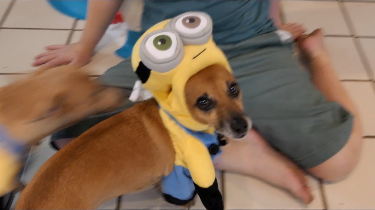 Our dogs are minions! - YouTube