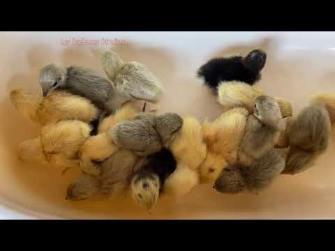 Rutin Chicken Day Three - YouTube