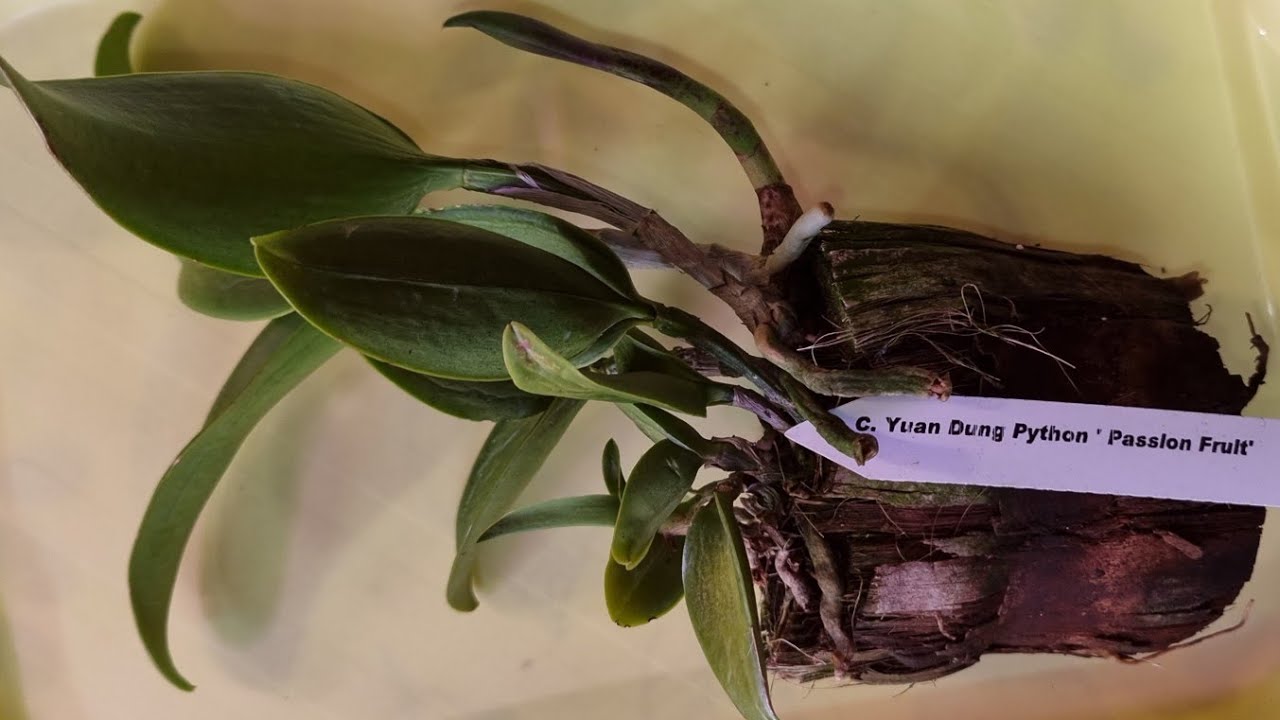 Посадка Орхидеи Каттлея из Кокоса | C. Yuan Dung Python 'Passion Fruit ...