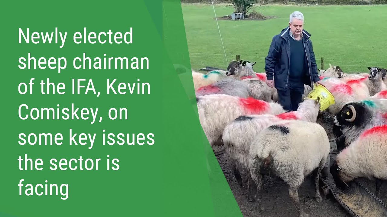 Newly elected sheep chairman of the IFA, Kevin Comiskey, on some key ...