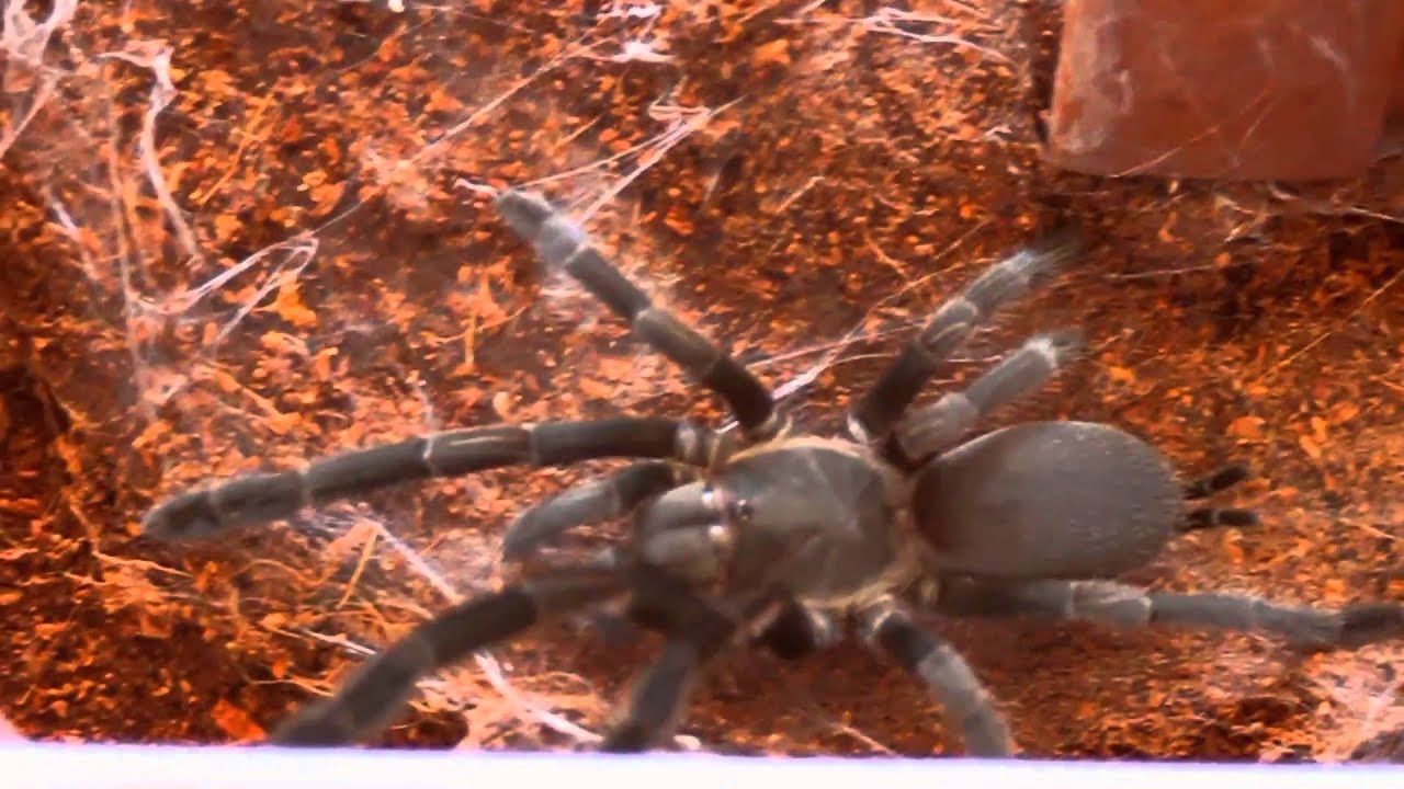 Phlogius sp. 'Pseudo Crassipes' Tarantula going for a walk - YouTube